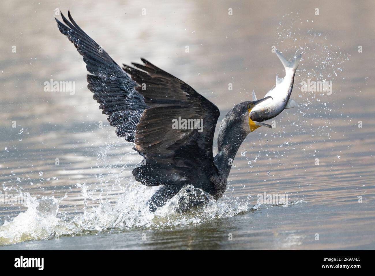 A great cormorant catching a fish in his mouth Stock Photo - Alamy