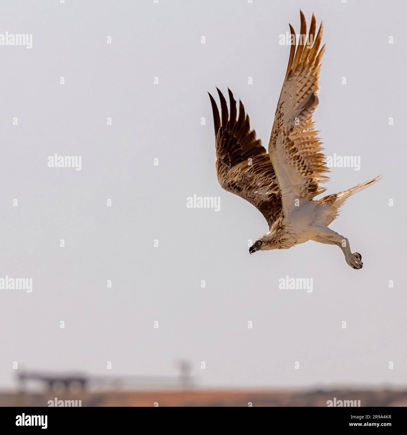 A closeup of a white and brown osprey with long, large wings flying ...