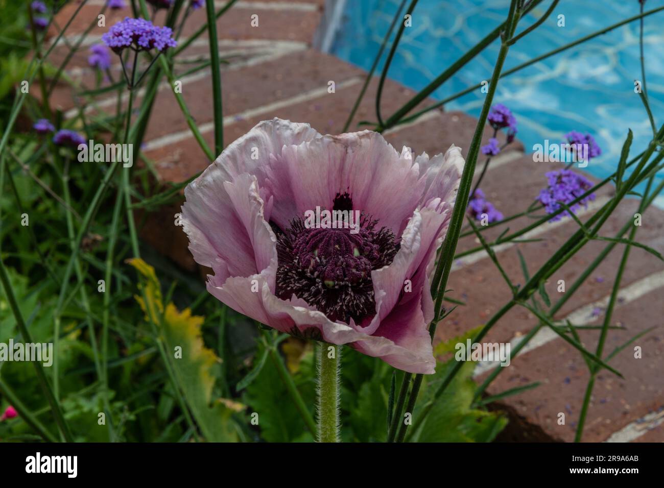 Large pinkish purple poppy flower at a botanical garden in Southern ...