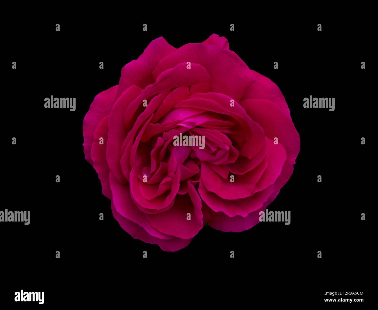 Single Dark magenta rose is on black background. Detail for creating a ...
