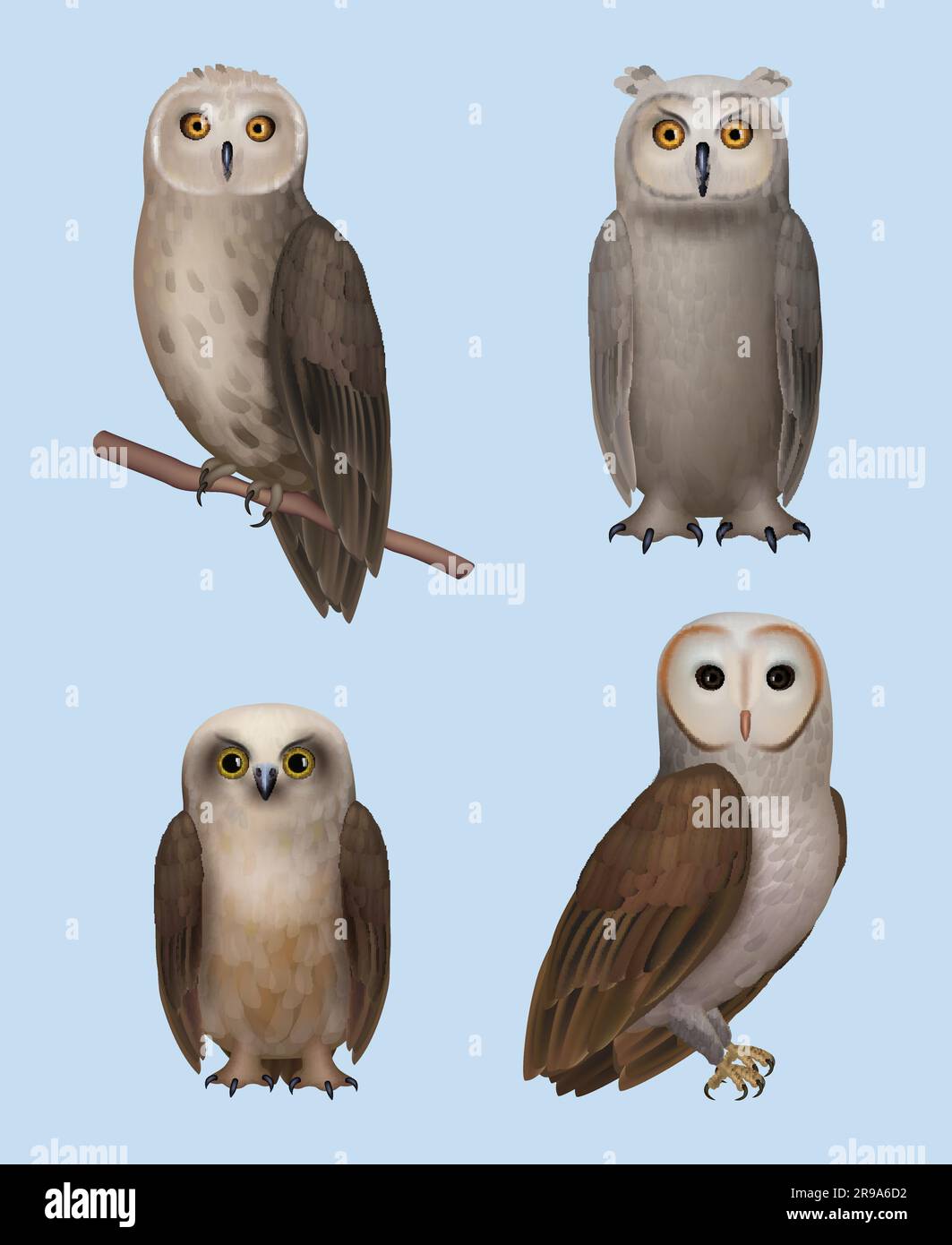 Owl. Realistic wild flying birds wisdom owls different breeds decent ...