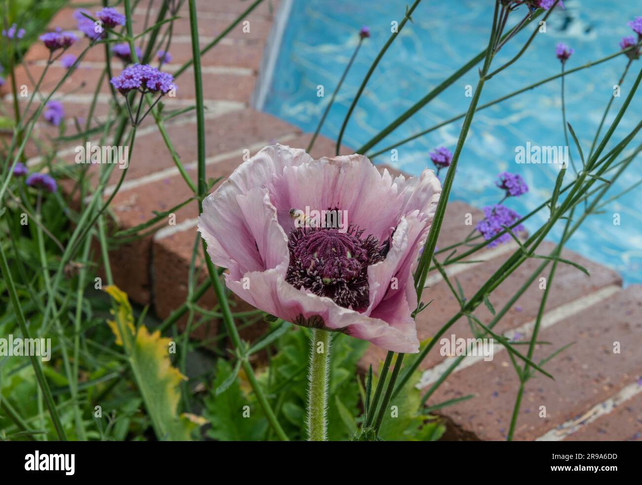 Large pinkish purple poppy flower and a bee at a botanical garden in ...