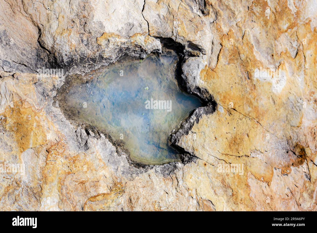 The fossilized footprint of an Iguanodontid dinosaur, preserved in ...