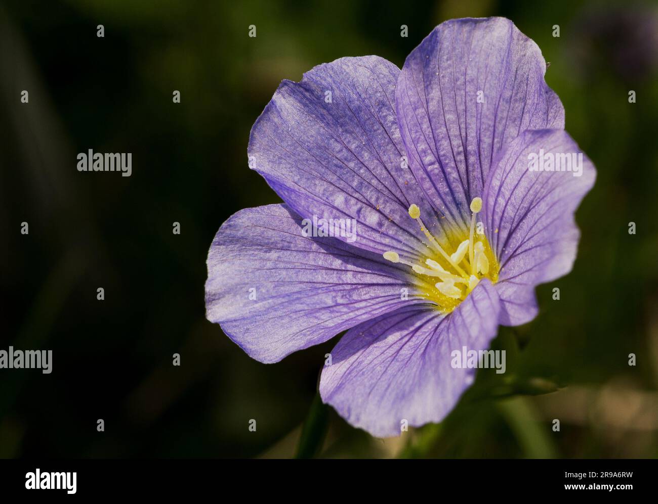 Geranio sul hi-res stock photography and images - Alamy