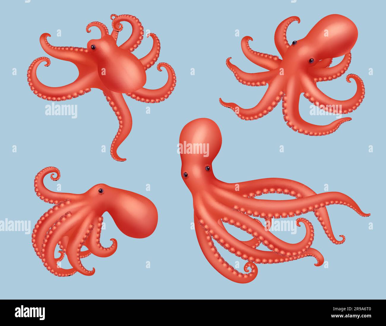 Octopus. Realistic marine creature animal squid aquatic decent vector ...