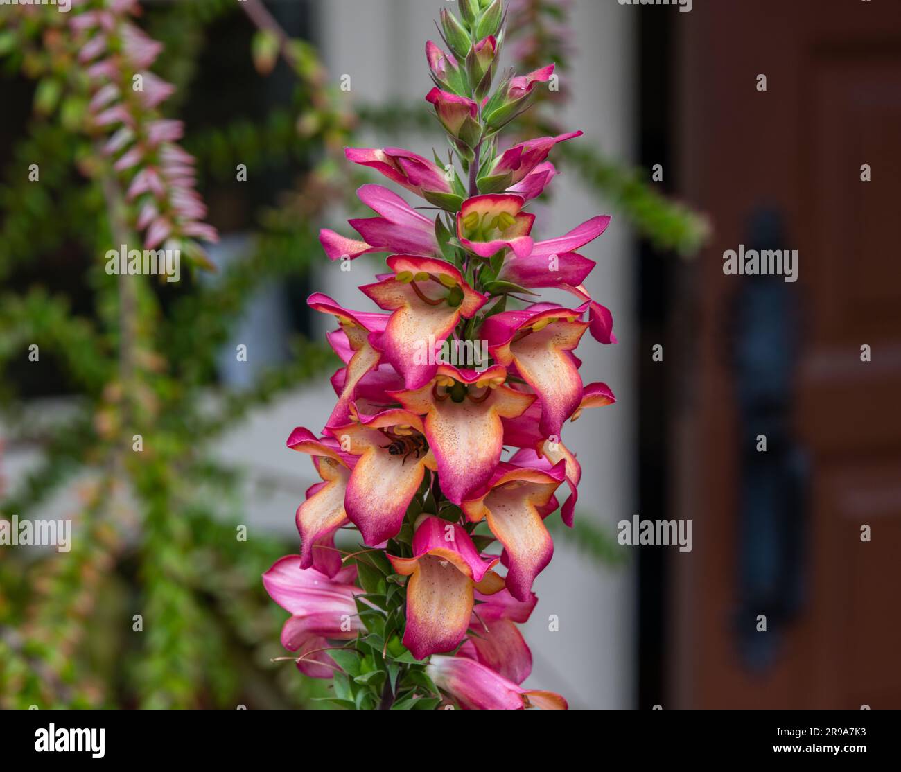 Beautiful foxglove digiplexis hybrid flower and a bee at a botanical ...