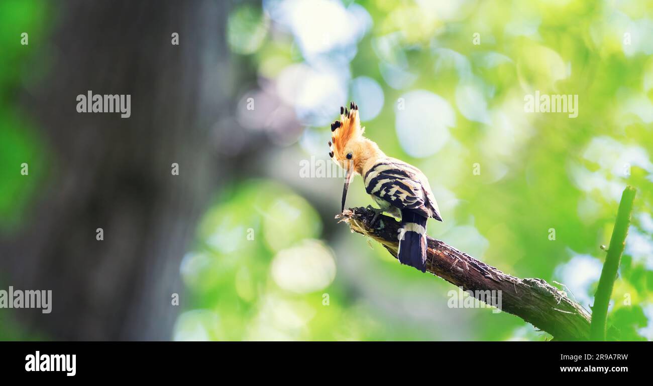 Crested Hoopoe Upupa epops it flies to the nest and carries food for ...