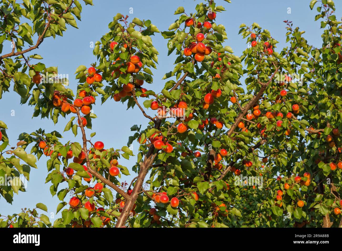 Apricot tree fruit hi-res stock photography and images - Alamy