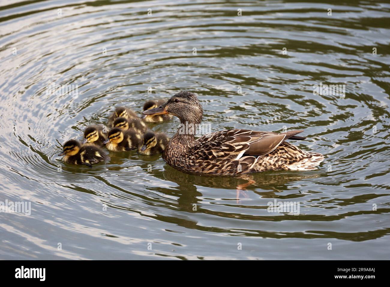 Mallard duck with ducklings swimming in water. Female wild duck with ...