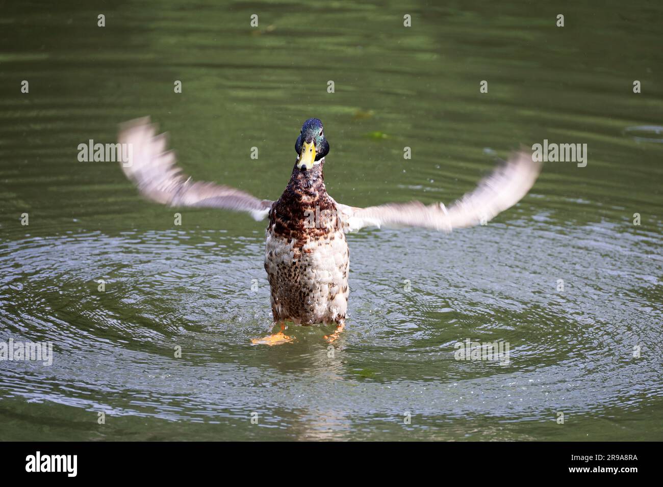 Mallard duck flapping his wings and splashing in water. Male duck on a ...