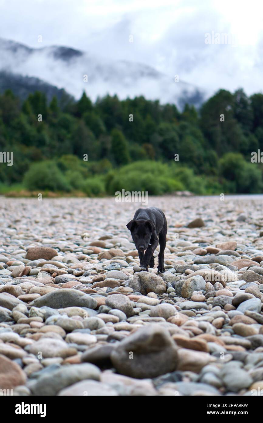 A vertical shot of a borador dog walking on pebbles outdoors with a ...