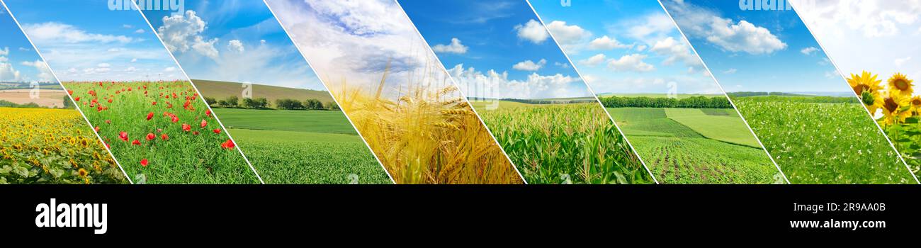 Panoramic view of green field and blue sky with light clouds. Collage ...