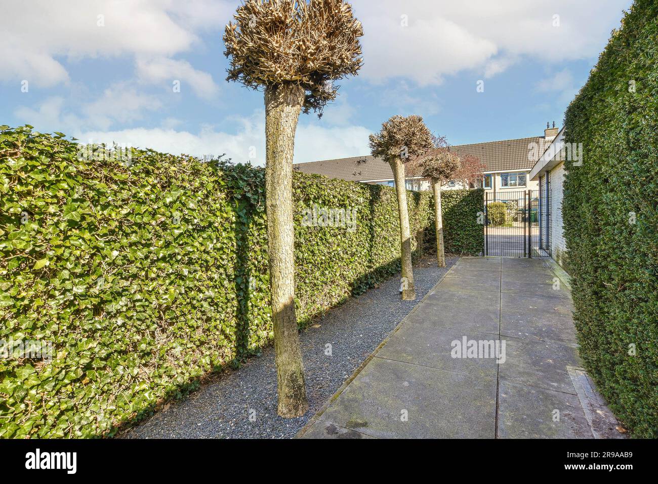 a tree in the middle of a sidewalk with bushes on both sides and a blue ...