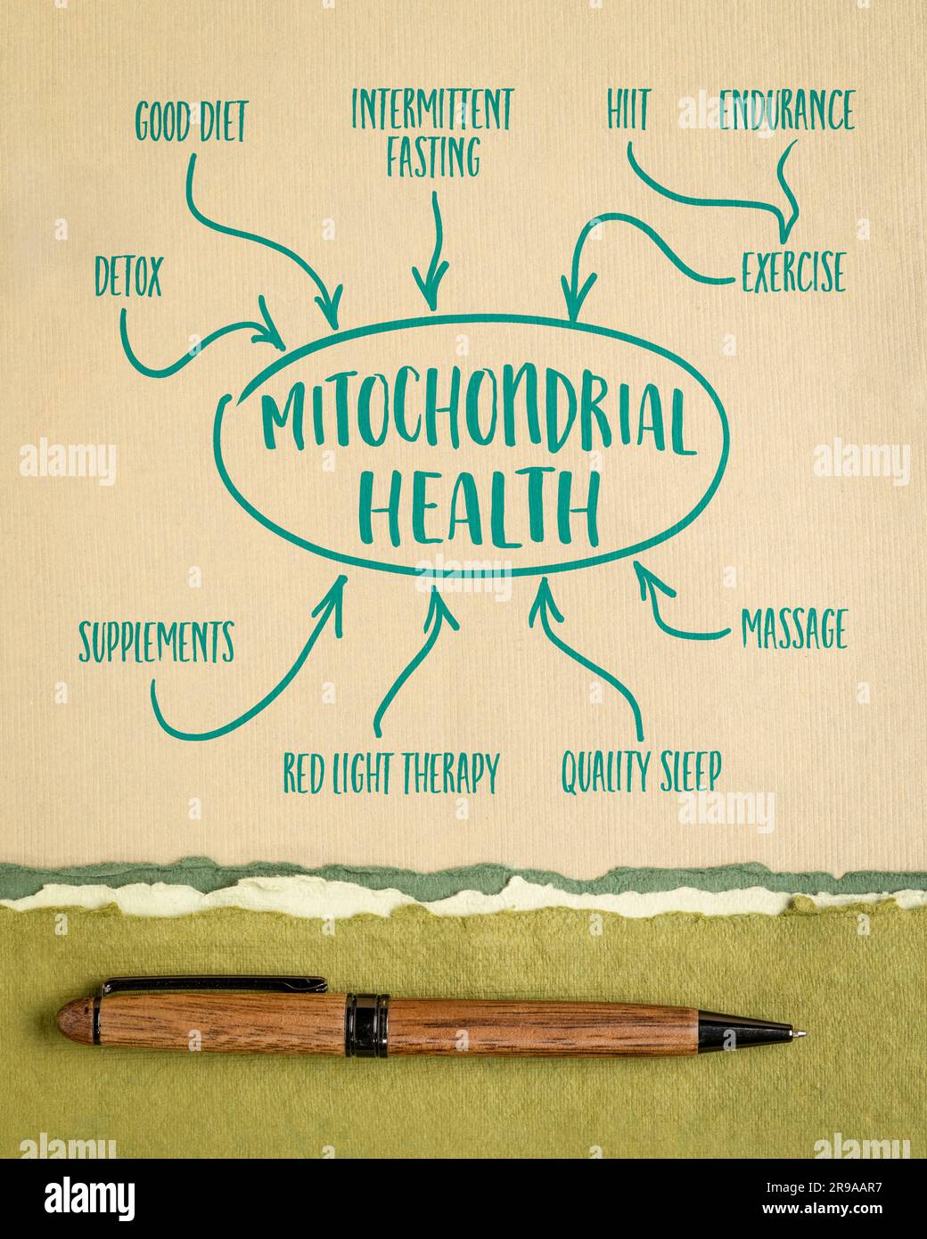 mitochondrial health concept - mind map sketch on art paper, healthy ...