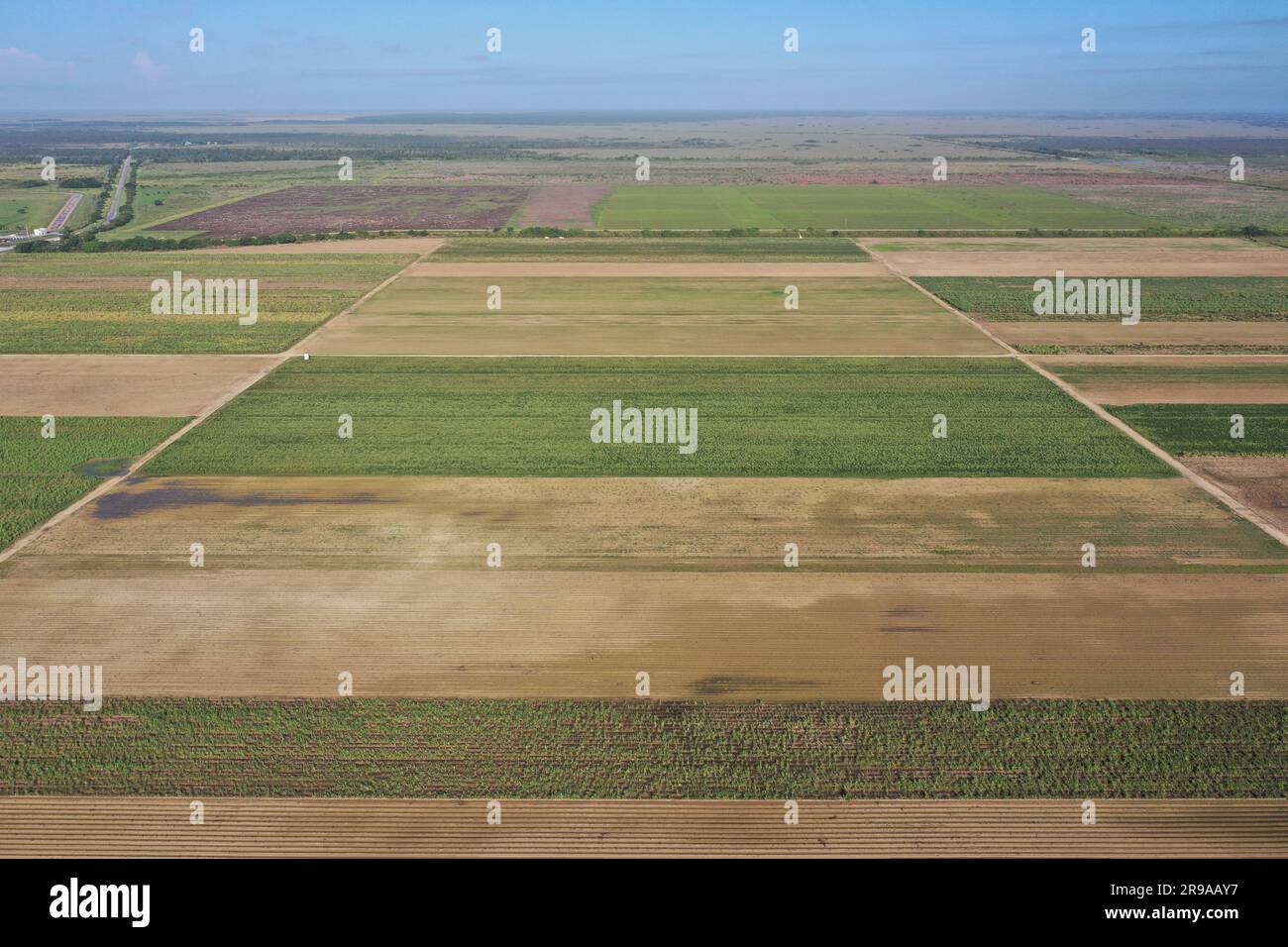 Aerial image of planted fields in Homestead, Florida agricultural area ...