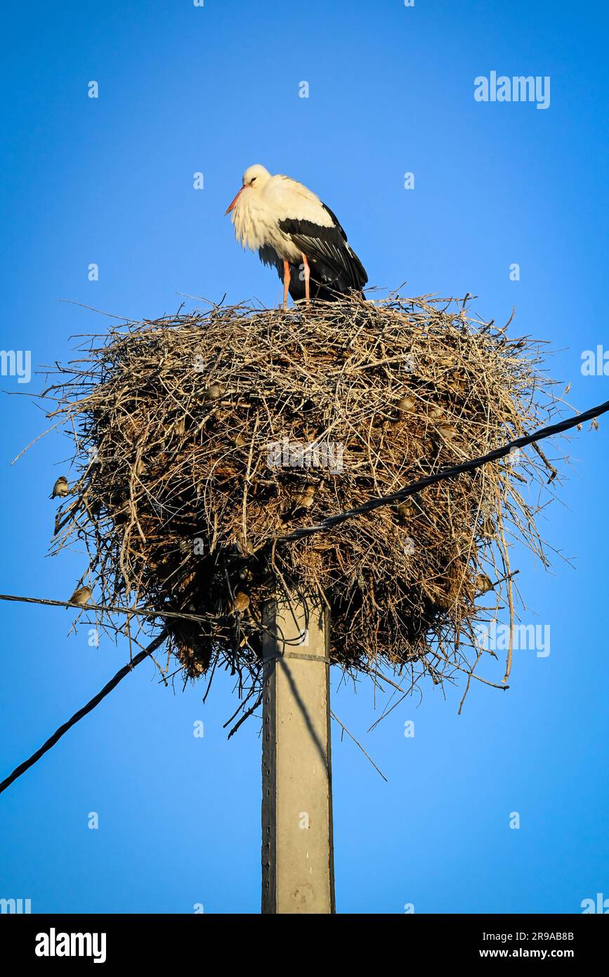 A watchful white stork sits atop an impressive nest on utility pole ...
