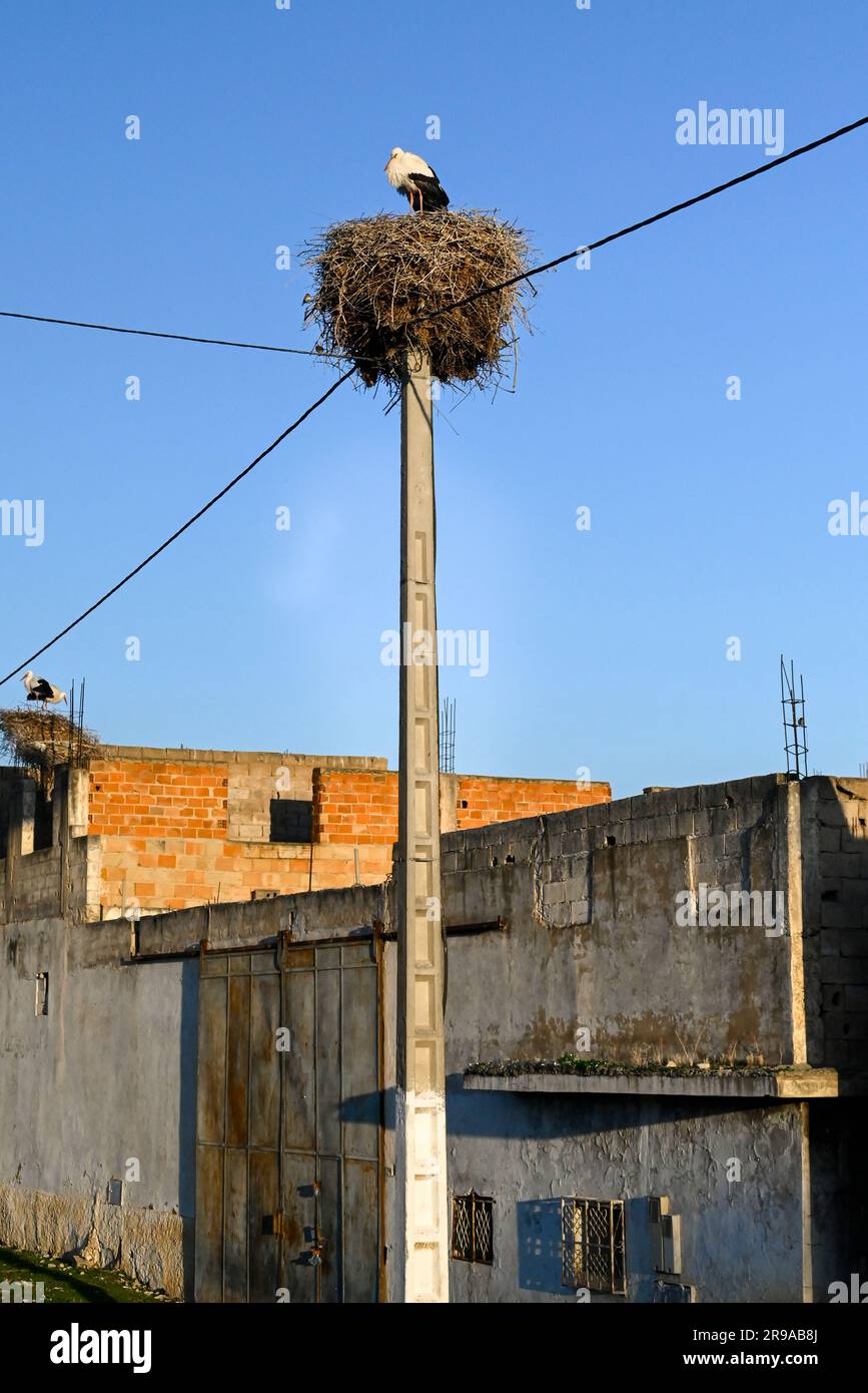 White stork electric lines hi-res stock photography and images - Alamy
