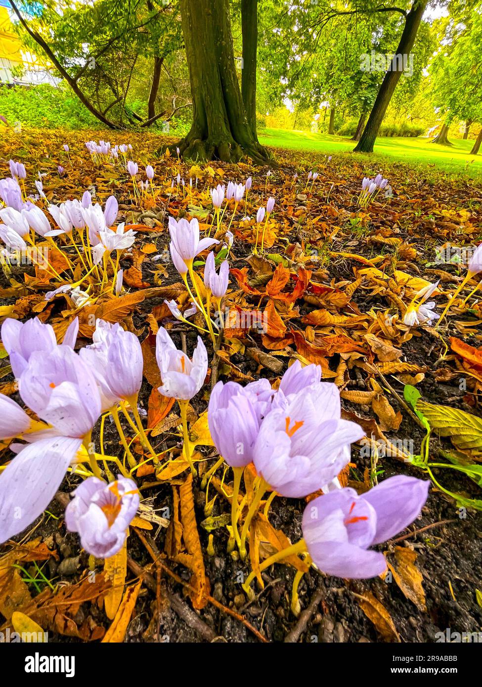 Purple Fall Flowers In Season