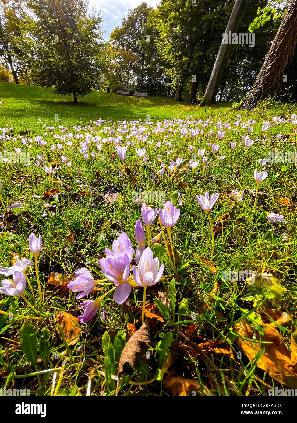 Purple crocus flowers blooming on a park, fall season scene Stock Photo ...