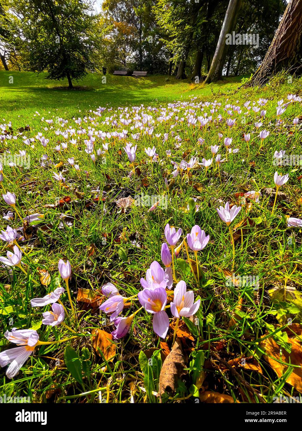 Purple crocus flowers blooming on a park, fall season scene Stock Photo ...