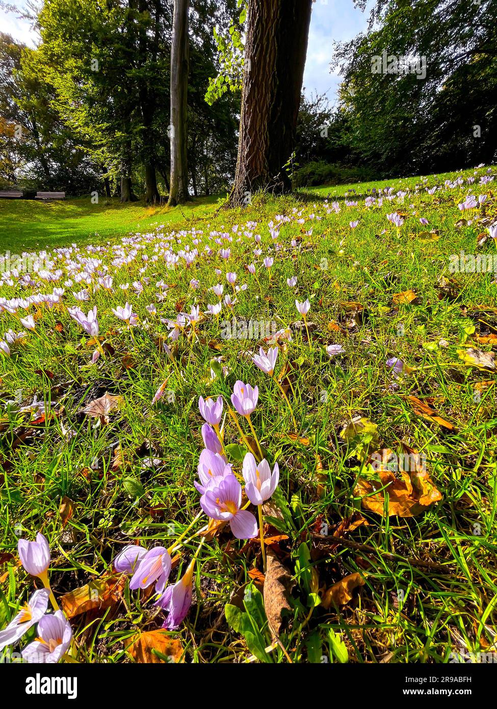 Purple crocus flowers blooming on a park, fall season scene Stock Photo ...