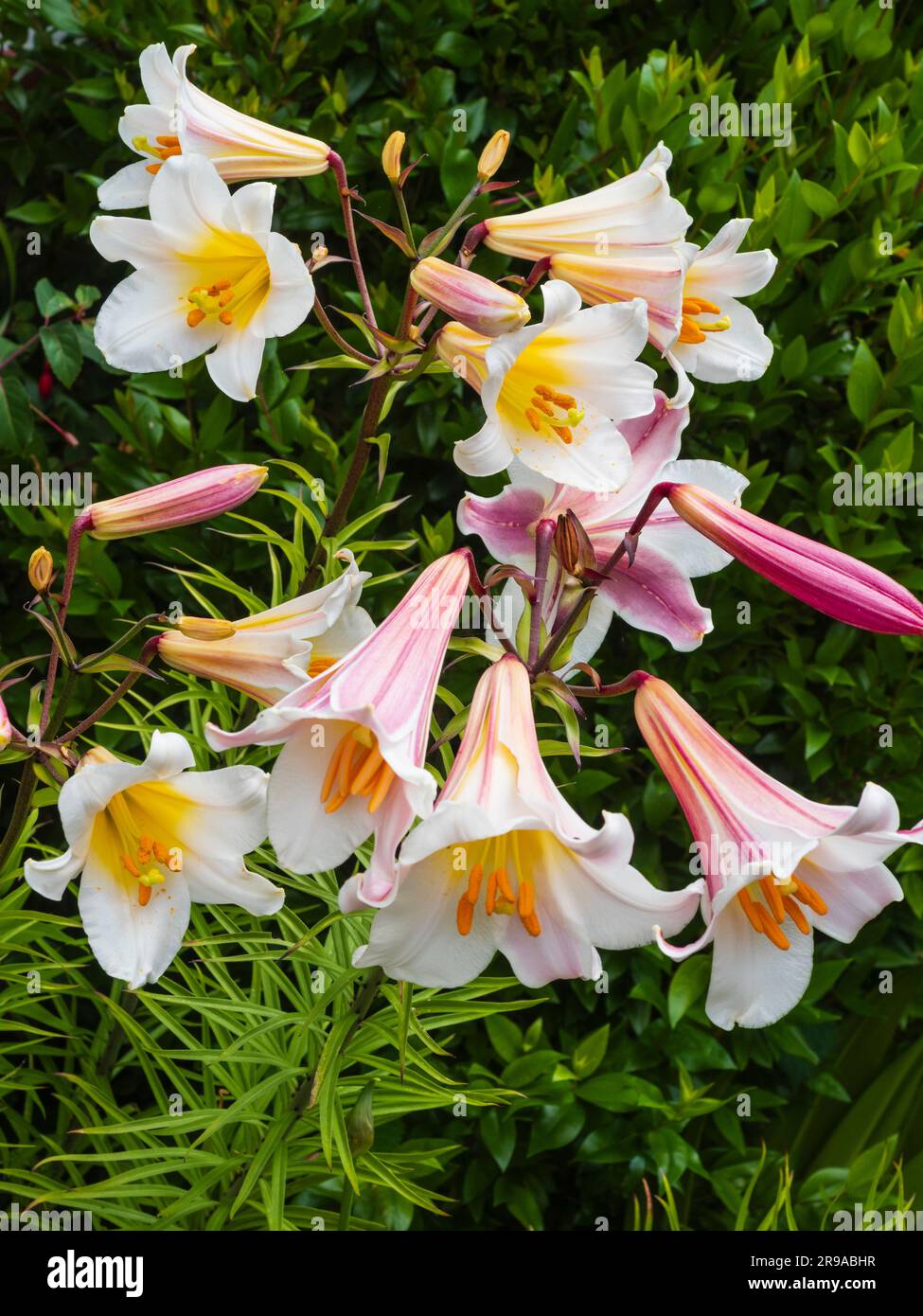 Pink and white flowers of the hardy, fragrant trumpet lily, Lilium ...