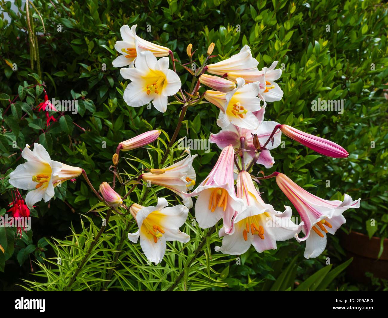 Pink and white flowers of the hardy, fragrant trumpet lily, Lilium ...