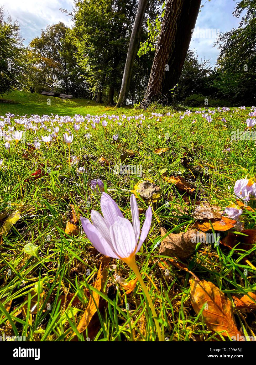 Purple crocus flowers blooming on a park, fall season scene Stock Photo ...