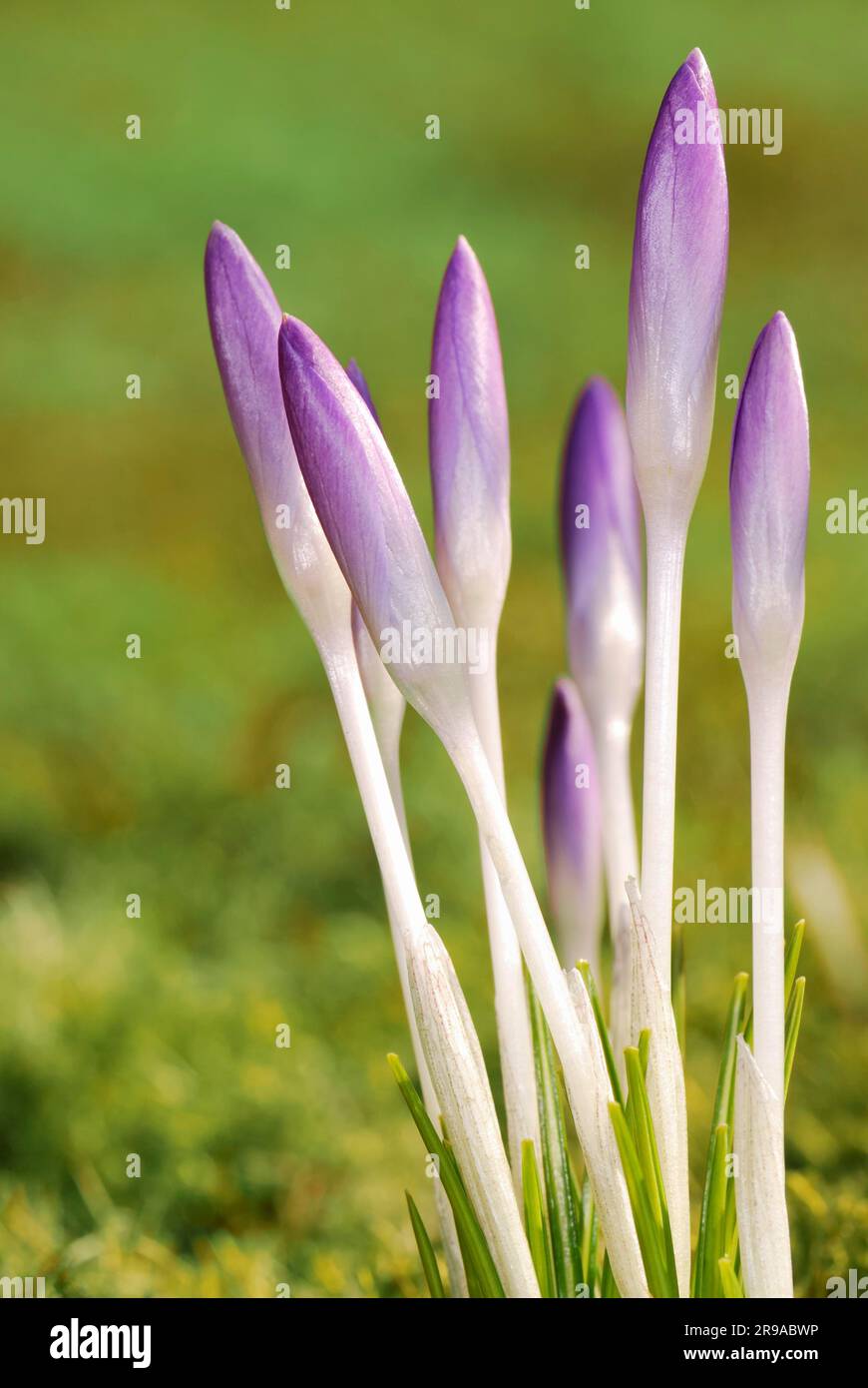 Early spring mint hi-res stock photography and images - Alamy