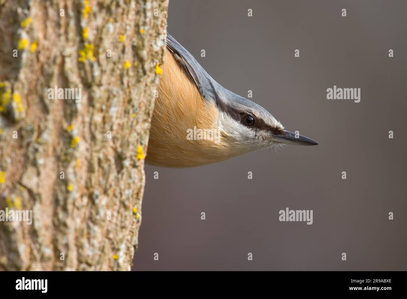 Curious nuthatch hi-res stock photography and images - Alamy