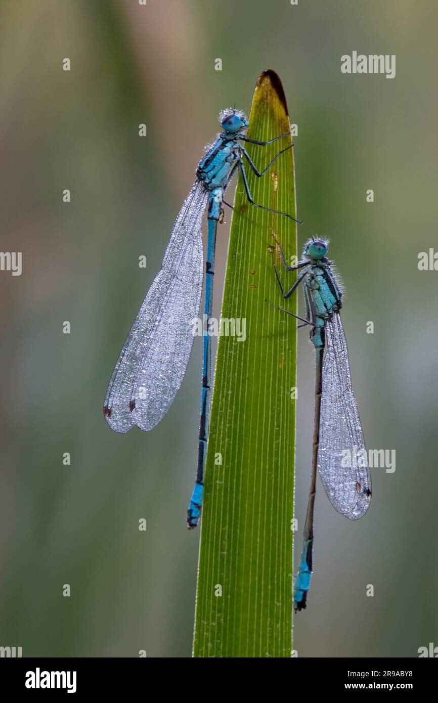 Two flying dragonflies hi-res stock photography and images - Alamy