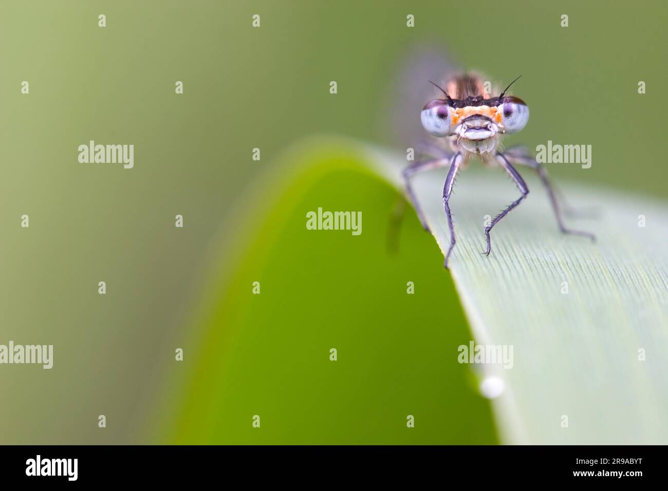 Reed eye hi-res stock photography and images - Alamy