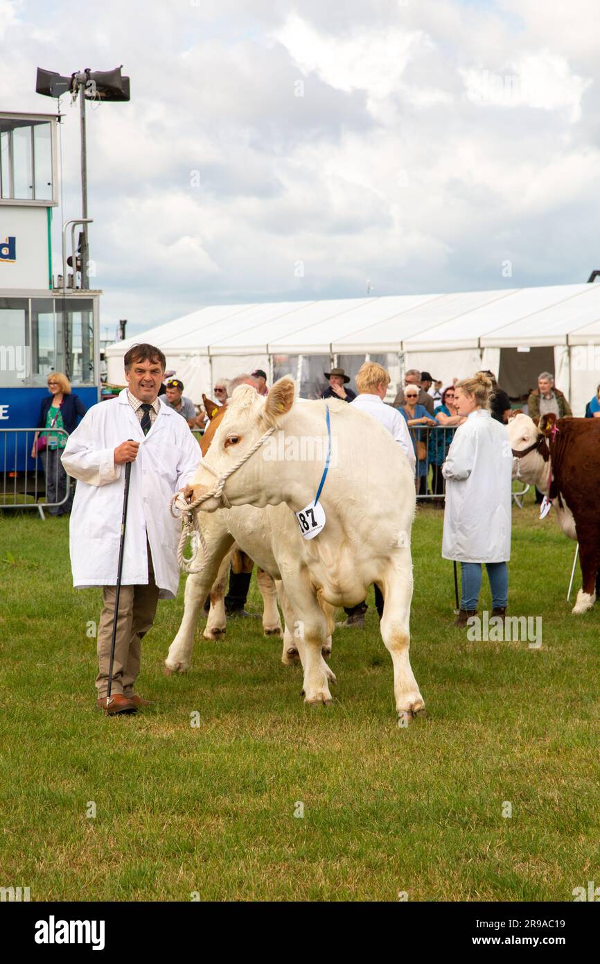 Cattle cows being judged in the parade ring at the Royal Cheshire ...