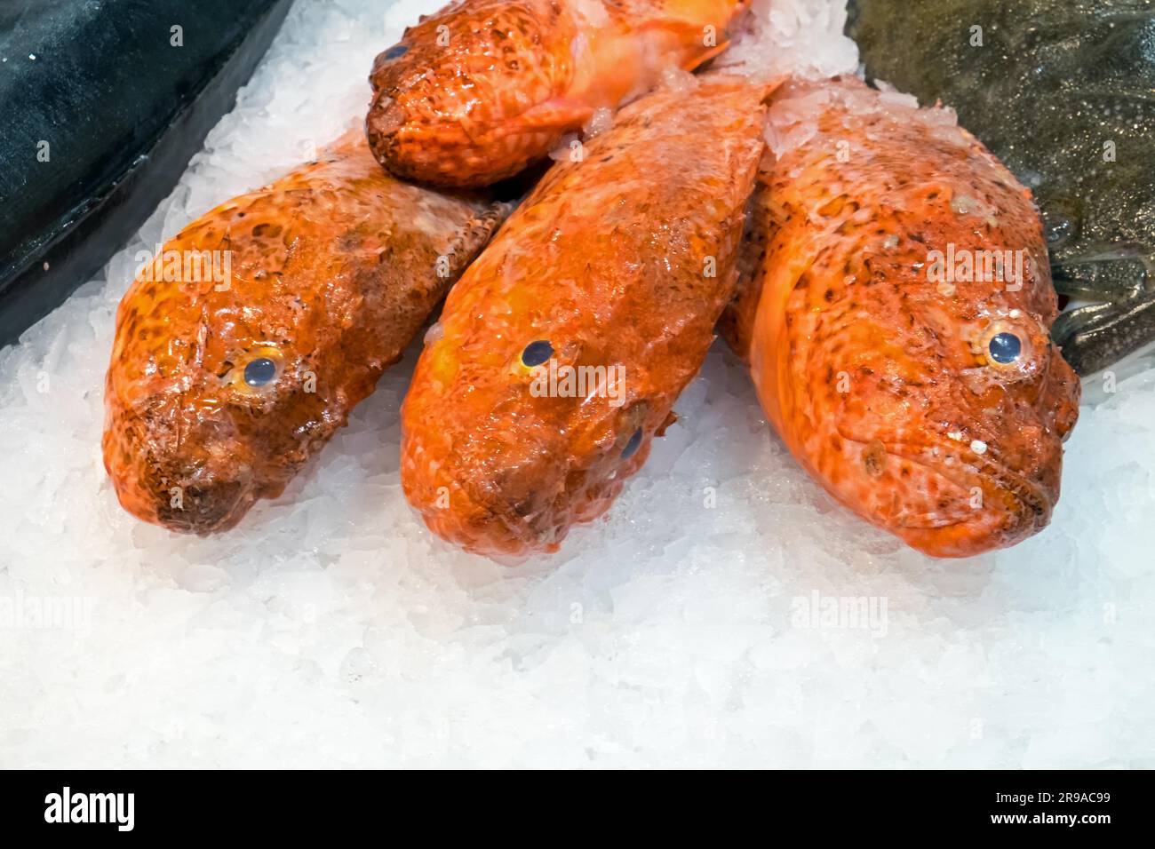 Red fish on ice for sale at the Boqueria in Barcelona Stock Photo - Alamy