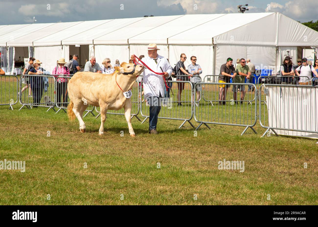 Cattle cows being judged in the parade ring at the Royal Cheshire ...