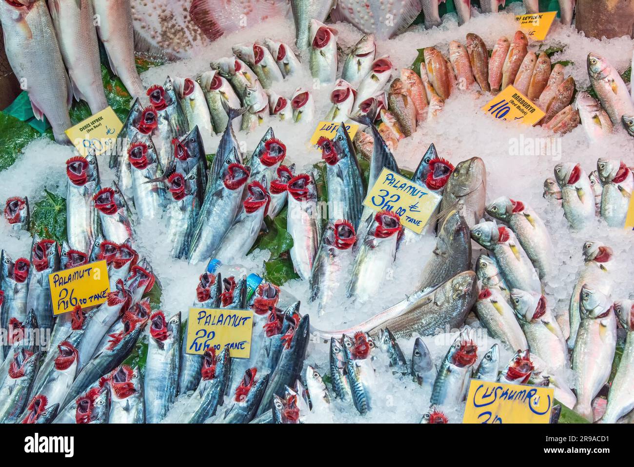 Fish market perch food hi-res stock photography and images - Alamy