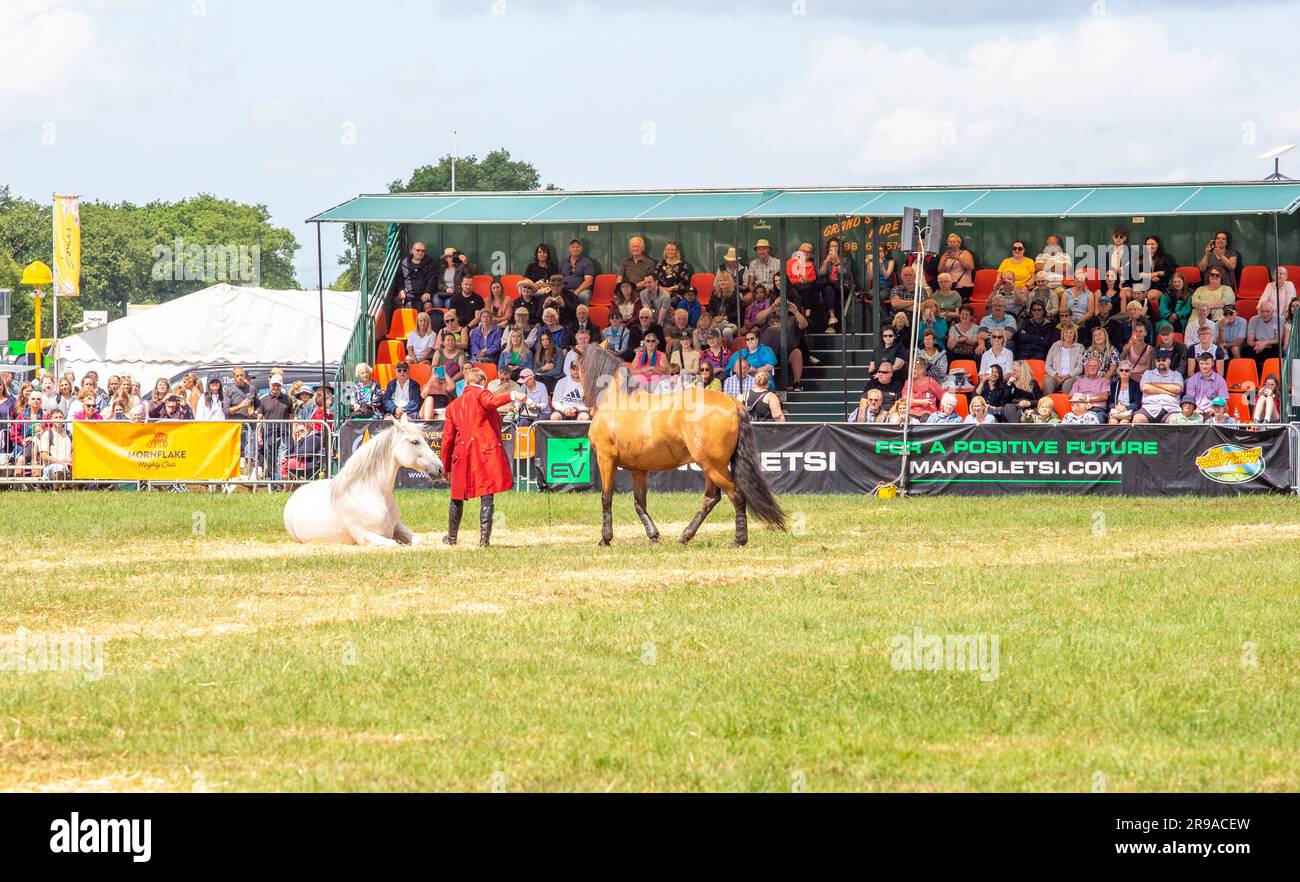 Ben Atkinson action horses giving a display at the Royal Cheshire ...