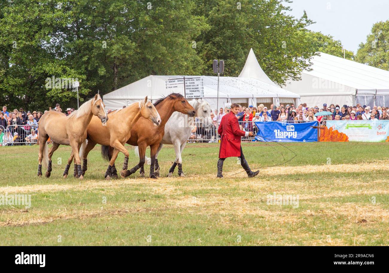 Ben Atkinson action horses giving a display at the Royal Cheshire ...