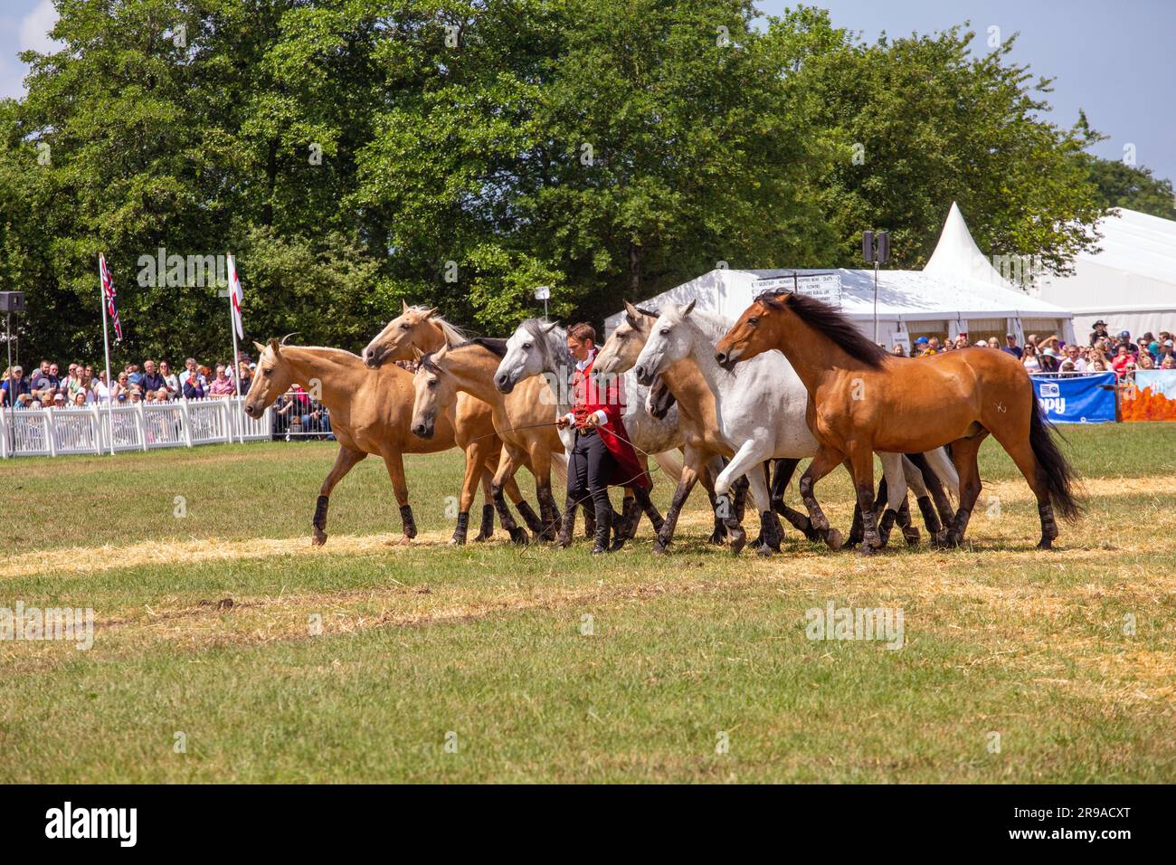 Ben Atkinson action horses giving a display at the Royal Cheshire ...