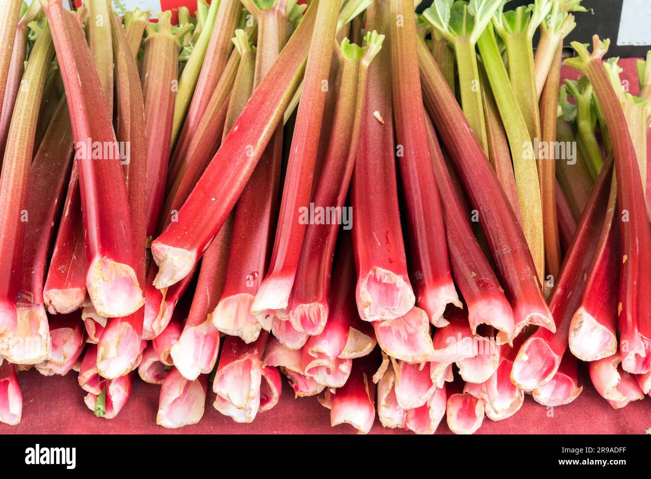 Fresh rhubarb for sale at a market Stock Photo - Alamy