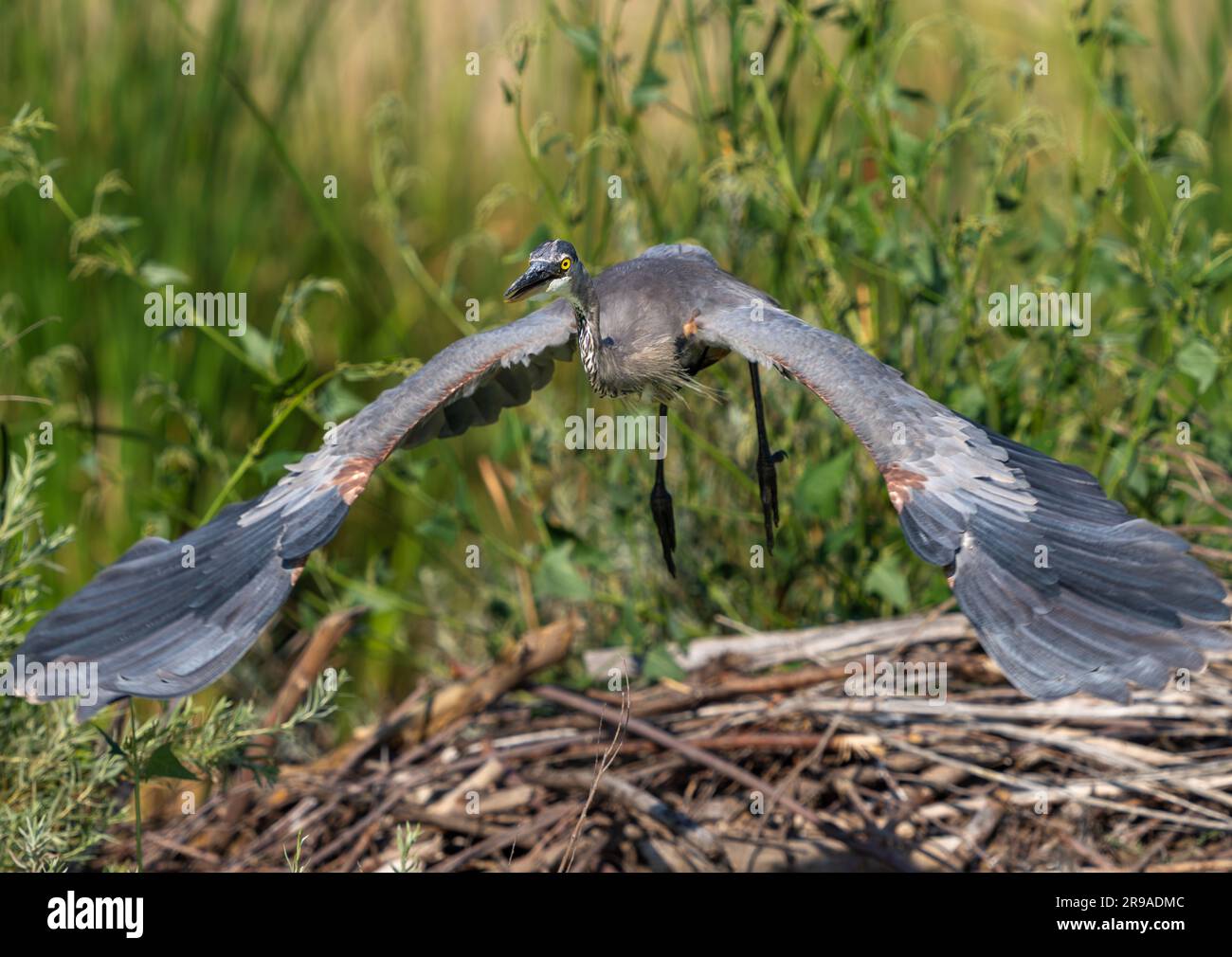 A Great Blue Heron with wide open wings taking off at close range ...