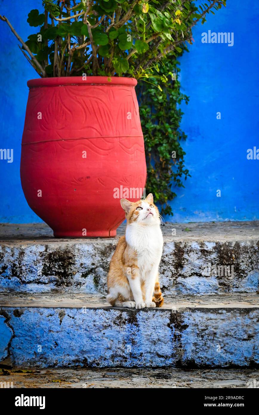 An orange and white tabby cat on blue steps and blue walls with large ...