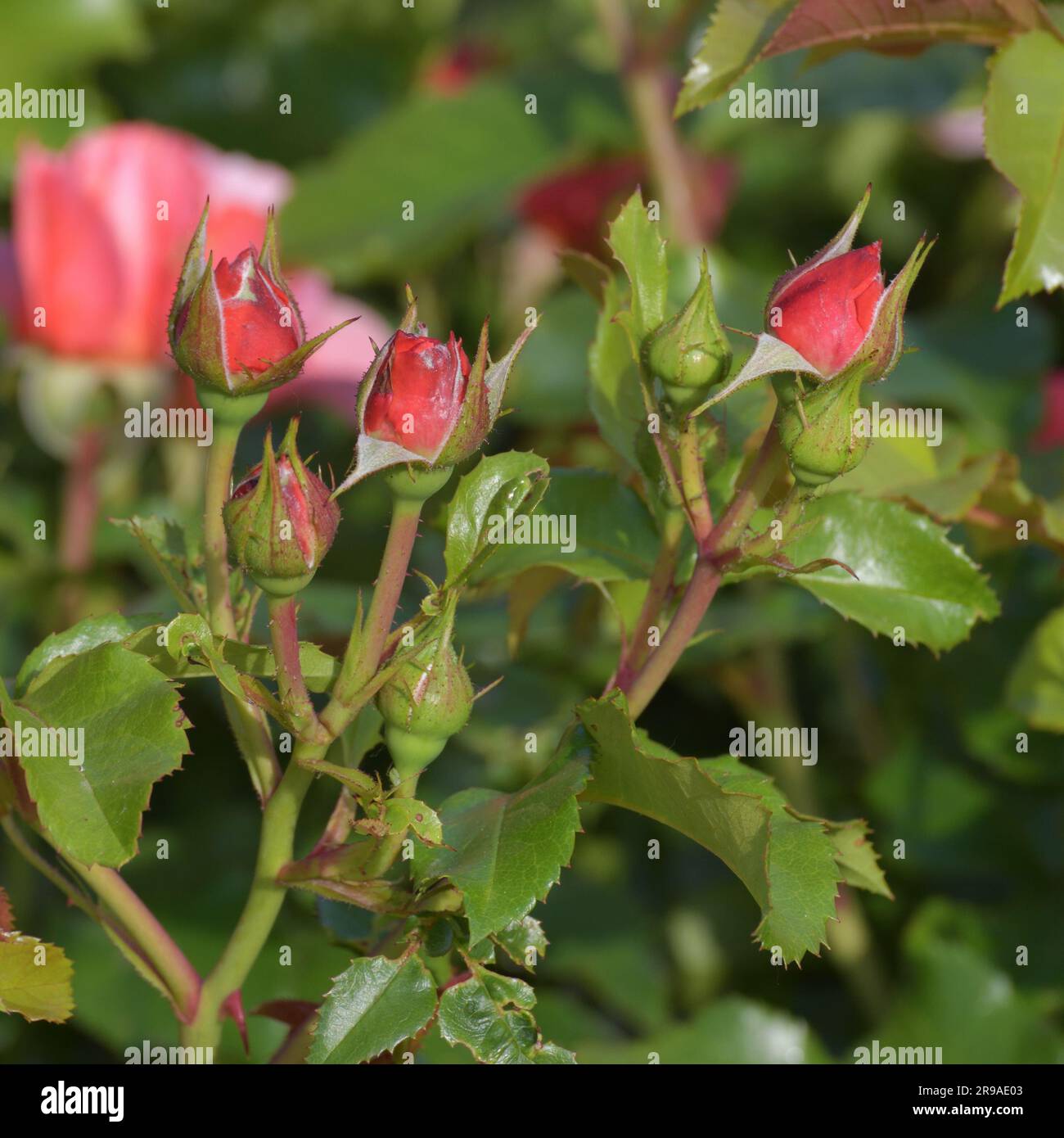 Unblown buds of pink roses in flower bed Stock Photo - Alamy