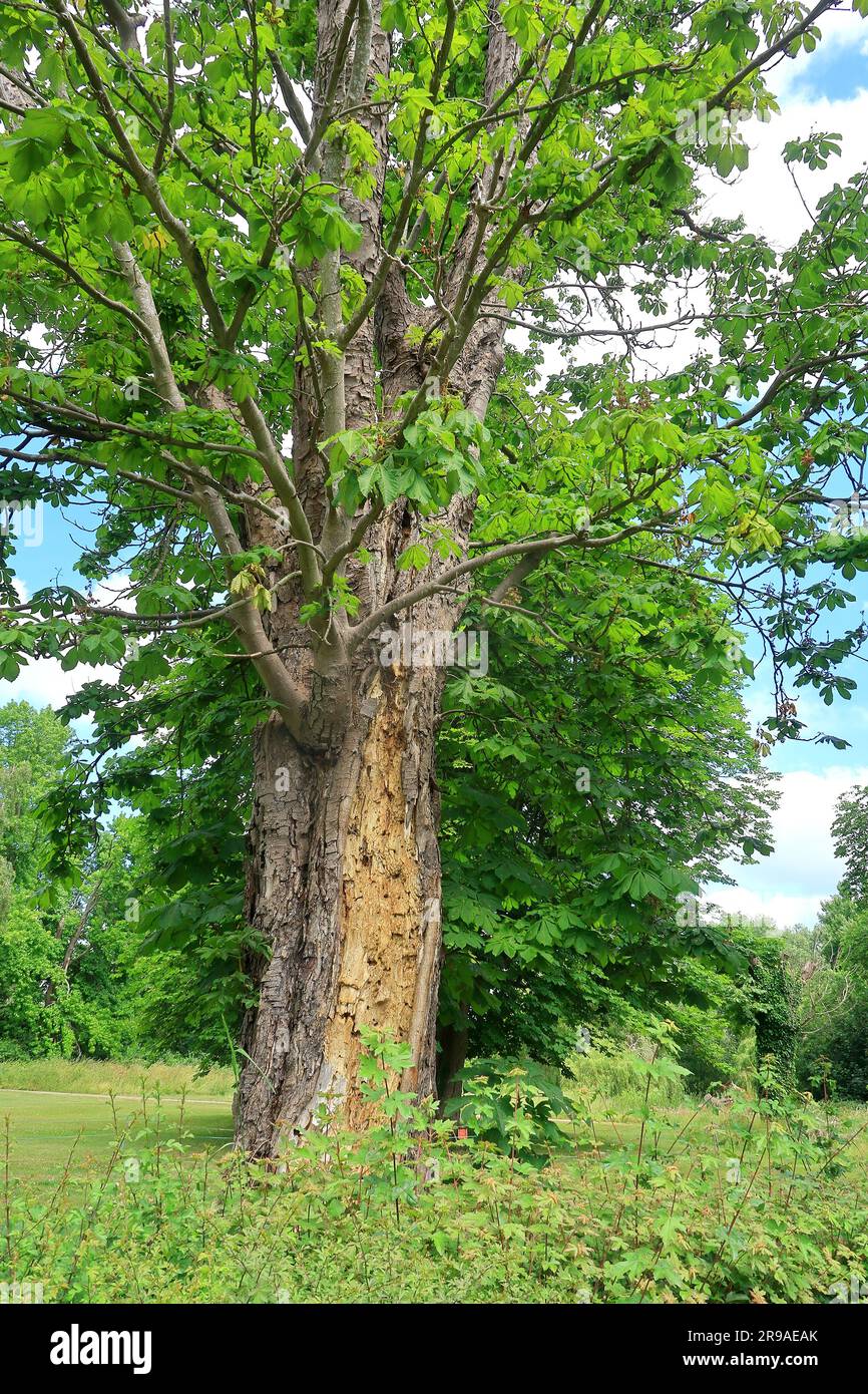 Old Horse Chestnut tree with broken and crackd bark Stock Photo - Alamy