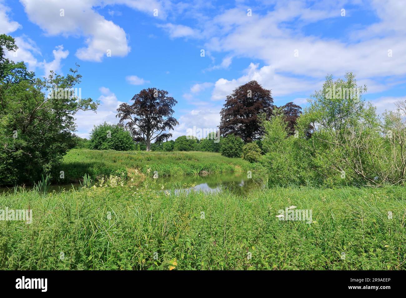 A beautiful woodland landscape along the banks of the River Eden in ...