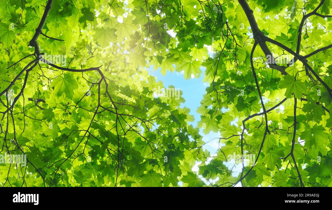 The canopy of tall trees framing a clear blue sky, with the sun shining ...