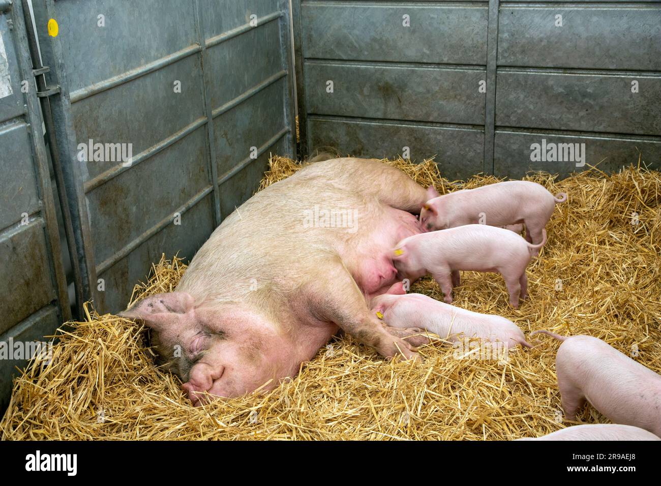 Piglets feeding off the mother sow pig Stock Photo - Alamy