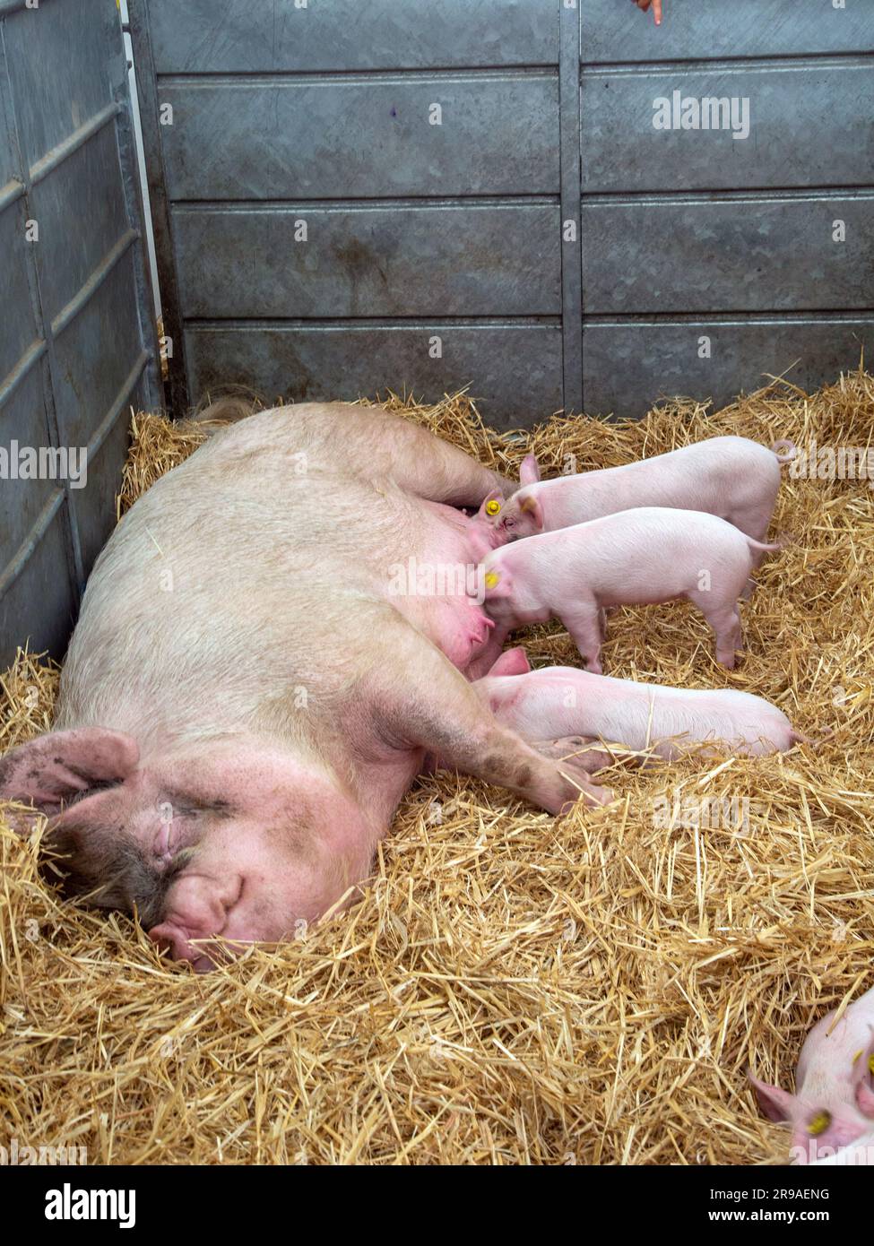 Piglet farm feeding hi-res stock photography and images - Alamy