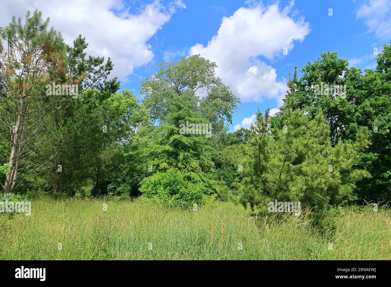 A scenic woodland landscape with pine trees and green grass Stock Photo ...