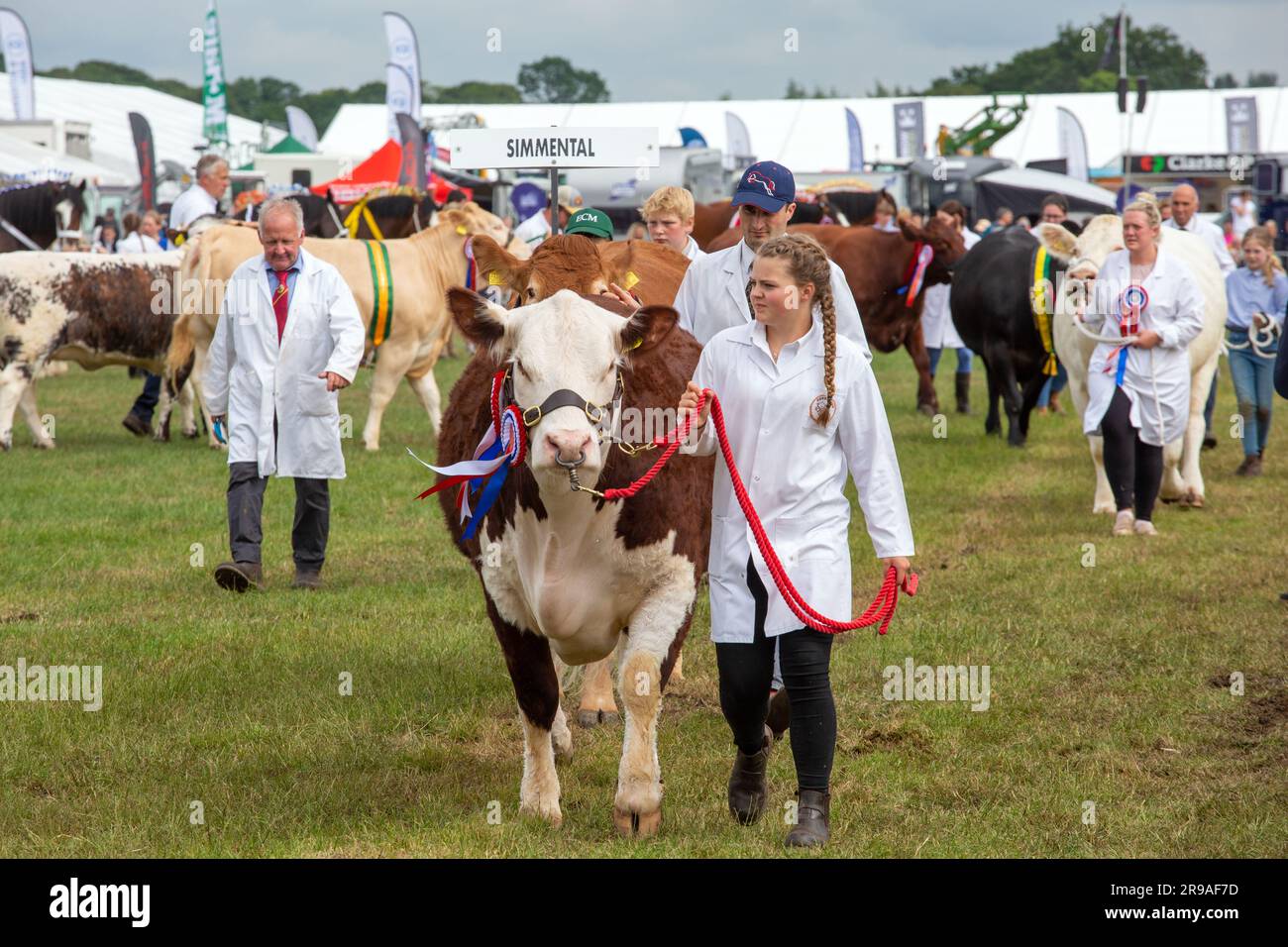 Cattle cows being judged in the parade ring at the Royal Cheshire ...